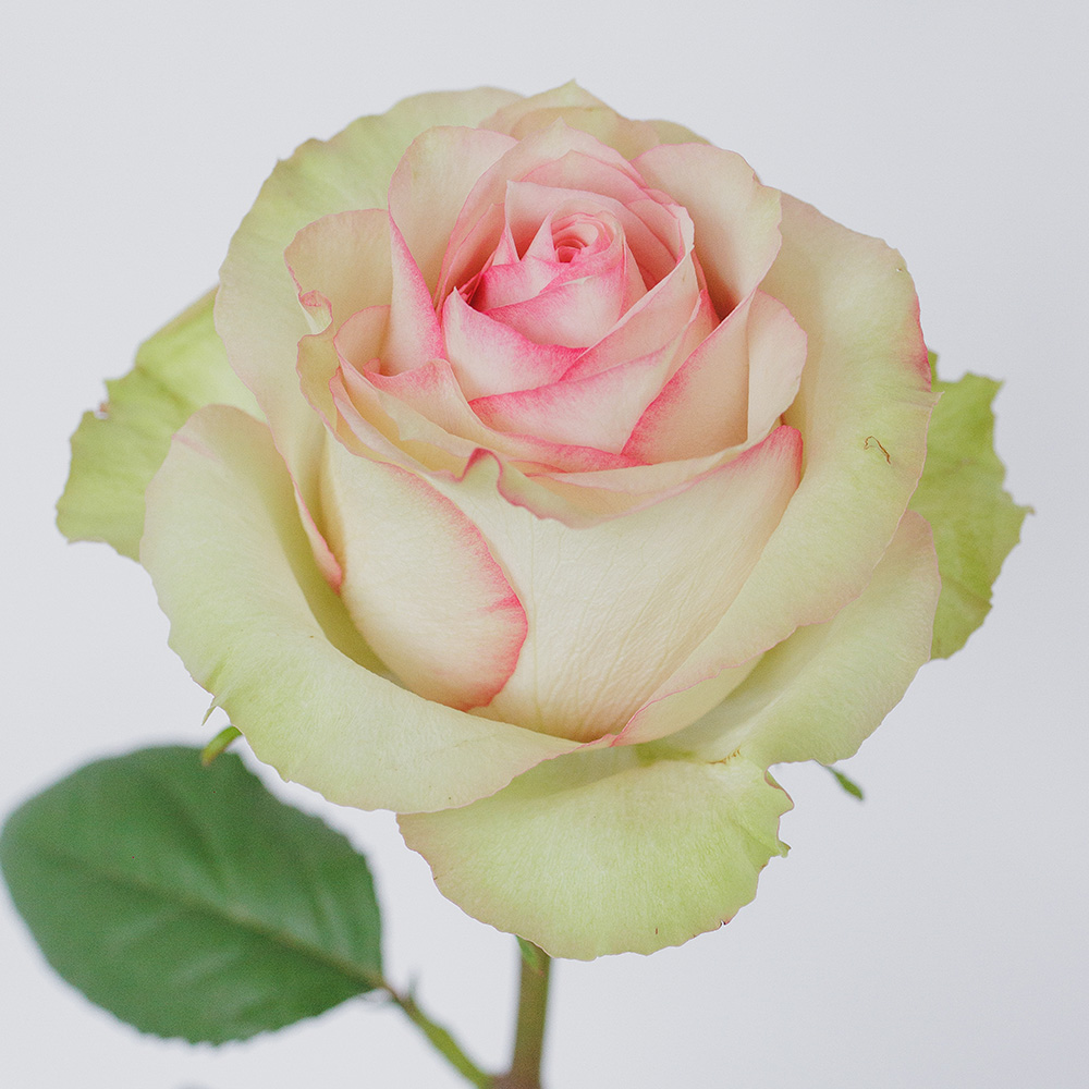 ESPERANCE - Agrogana