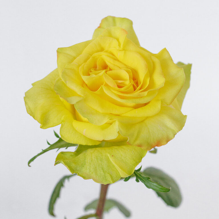 High & Yellow Magic – Agrogana
