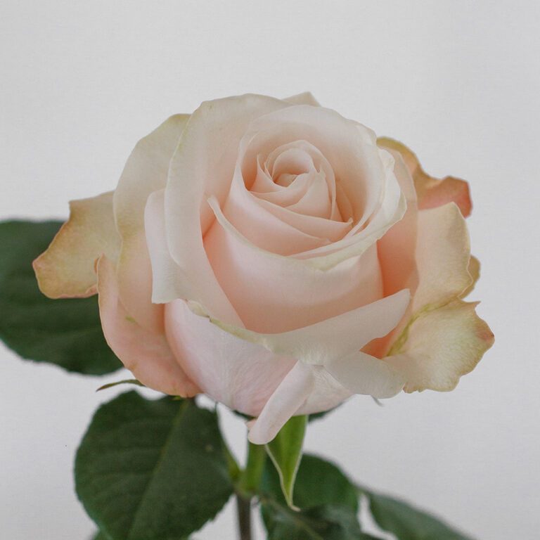 Poma Rosa – Agrogana