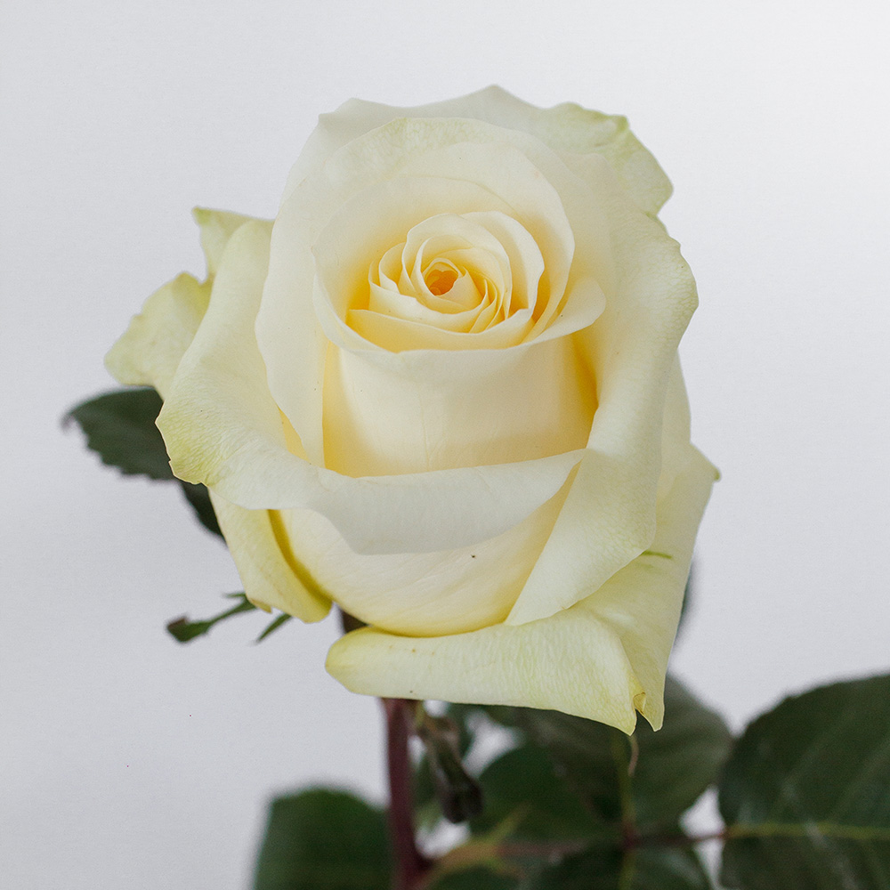 CREAM DE LA CREAM - Agrogana