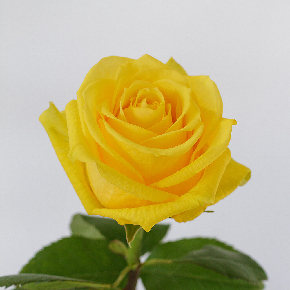 Siente - Doña Natalia by Agrogana