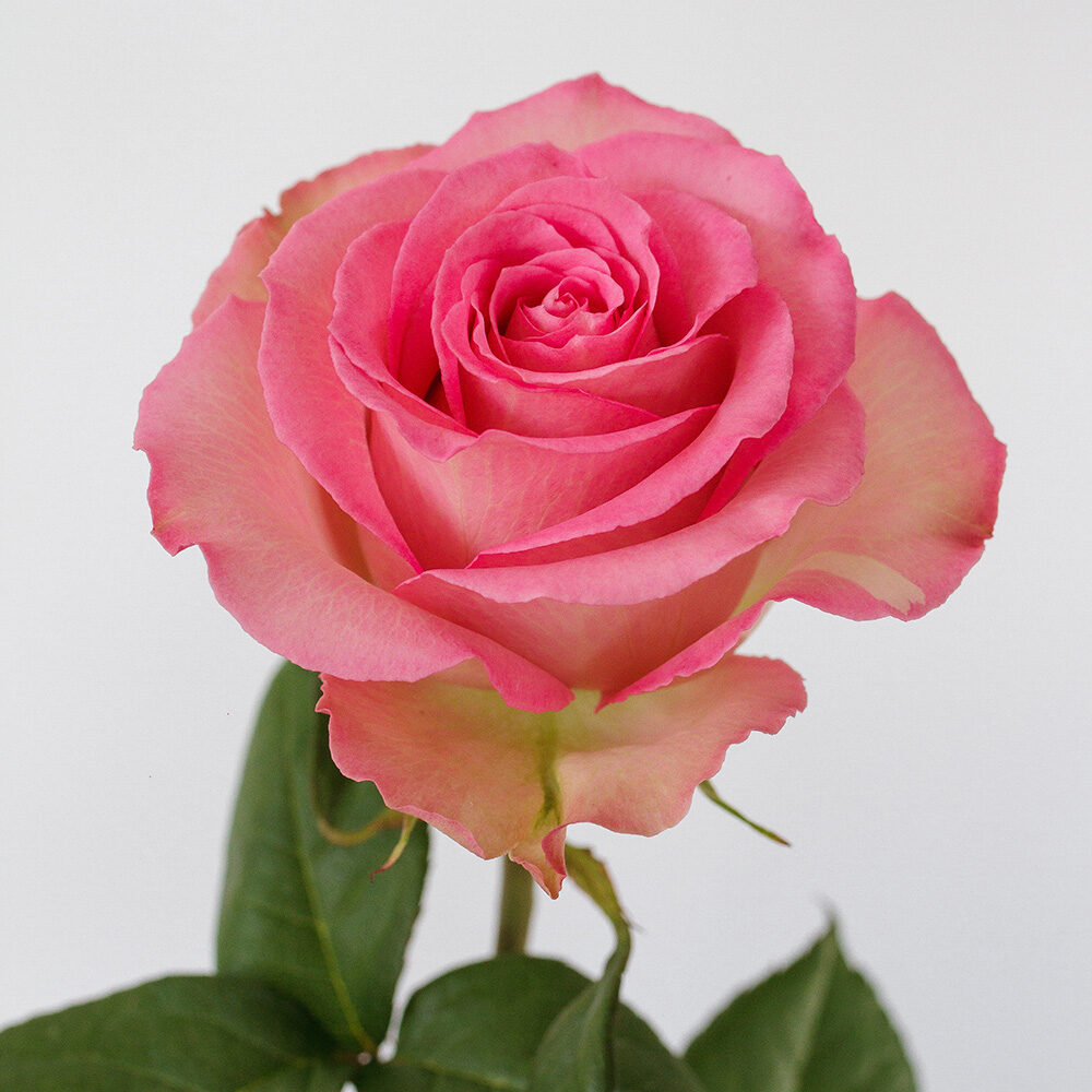 Siente - Doña Natalia by Agrogana