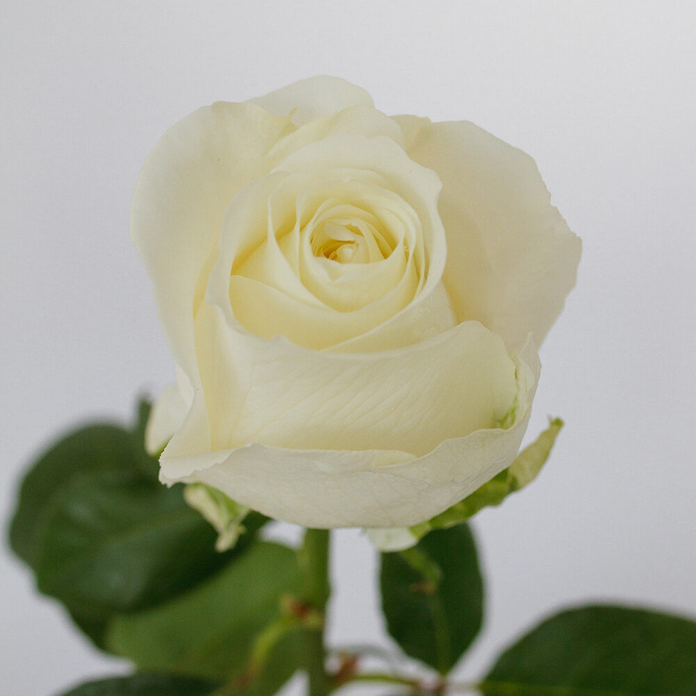 Siente - Doña Natalia by Agrogana