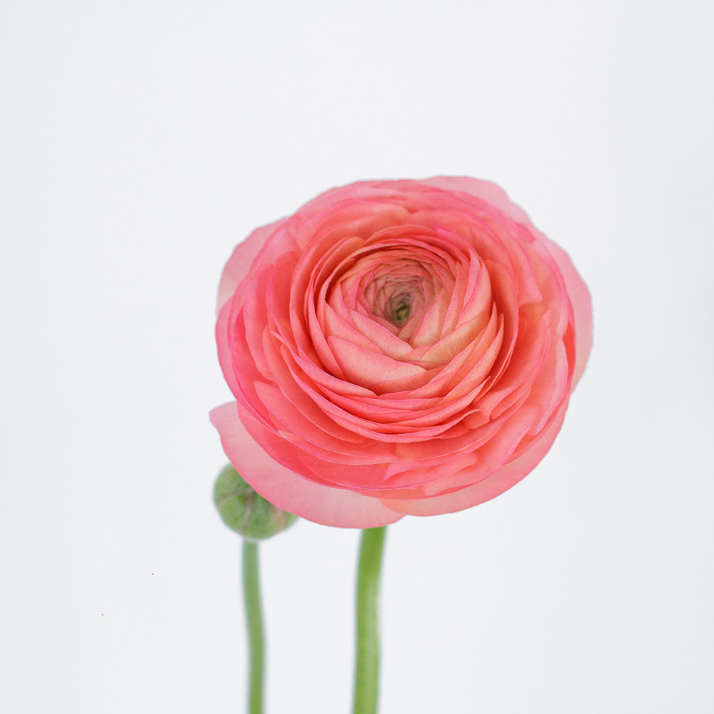 ELEGANCE CORAL - Agrogana