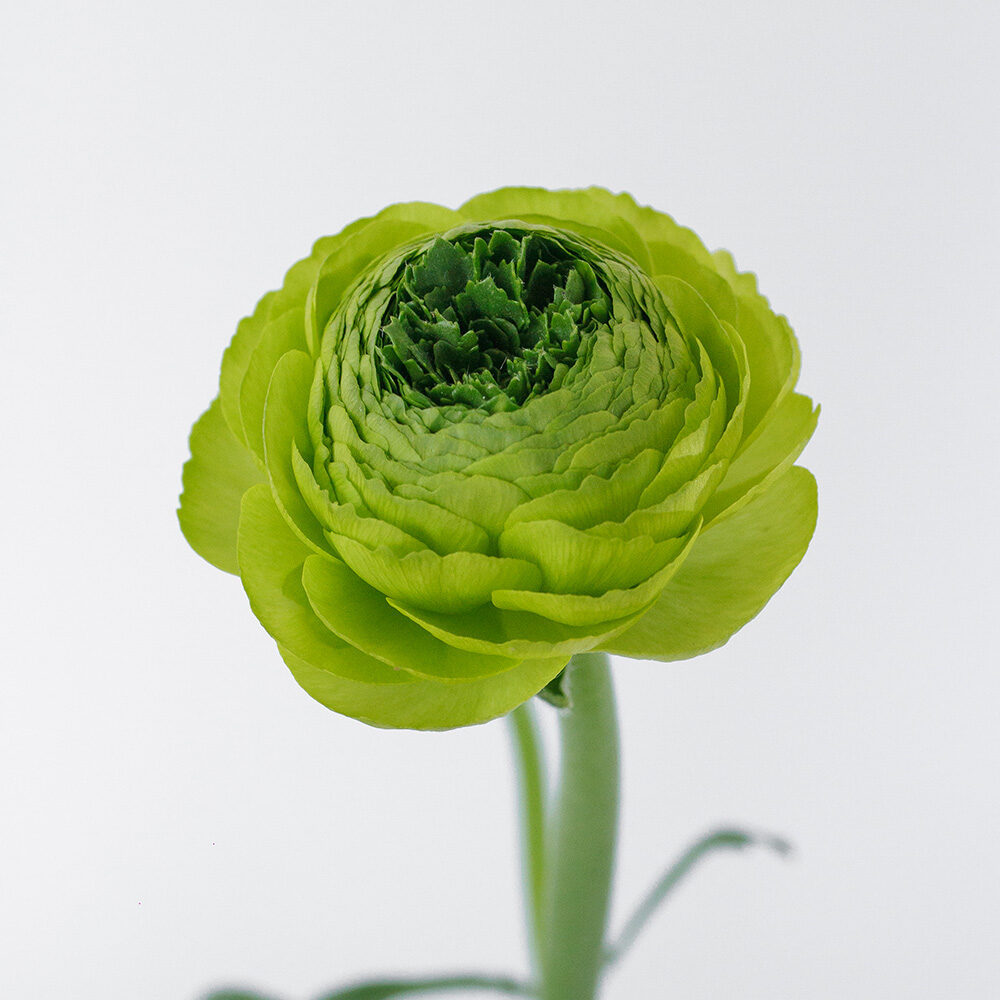 Ranunculus archivos - Doña Natalia by Agrogana