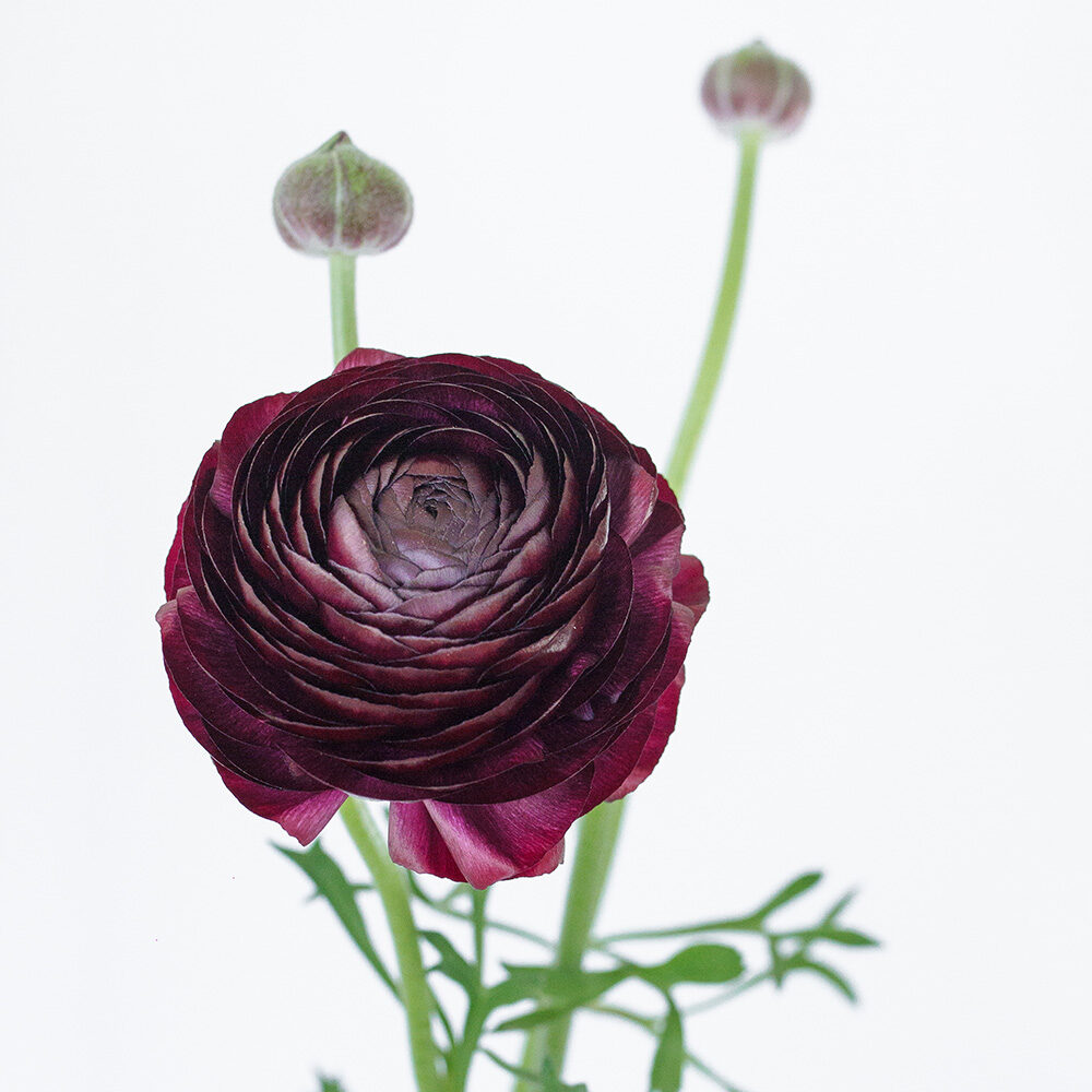 Ranunculus archivos - Doña Natalia by Agrogana