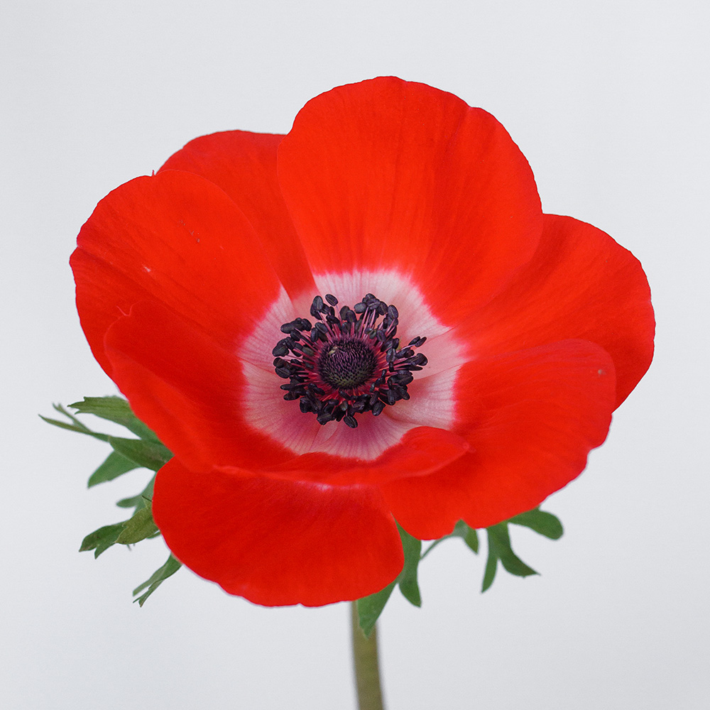 ANEMONE MISTRAL RED - Agrogana