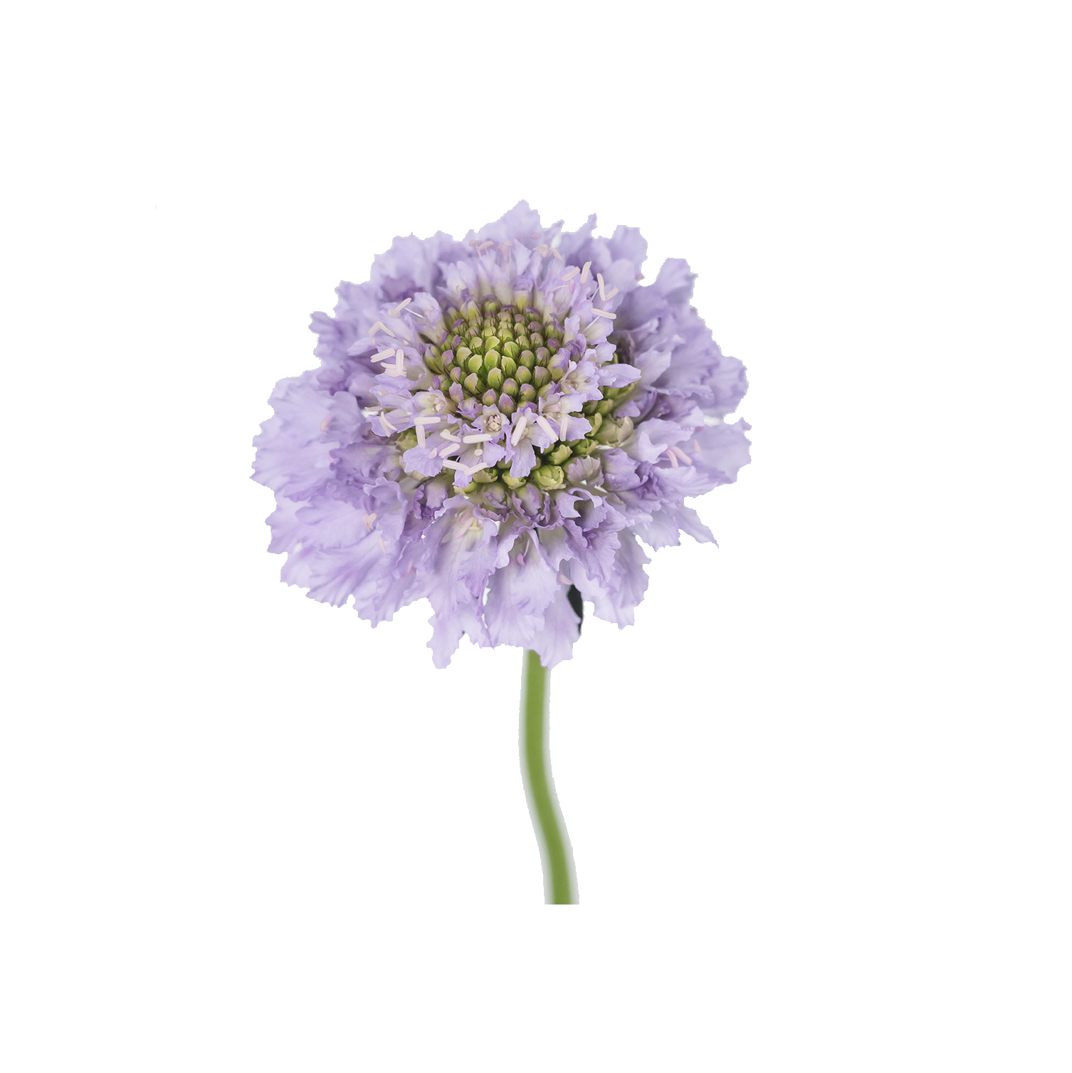 FOCAL SCOOP LAVANDER - Agrogana