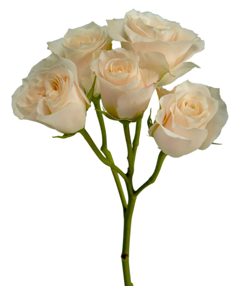 Spray Roses – Agrogana