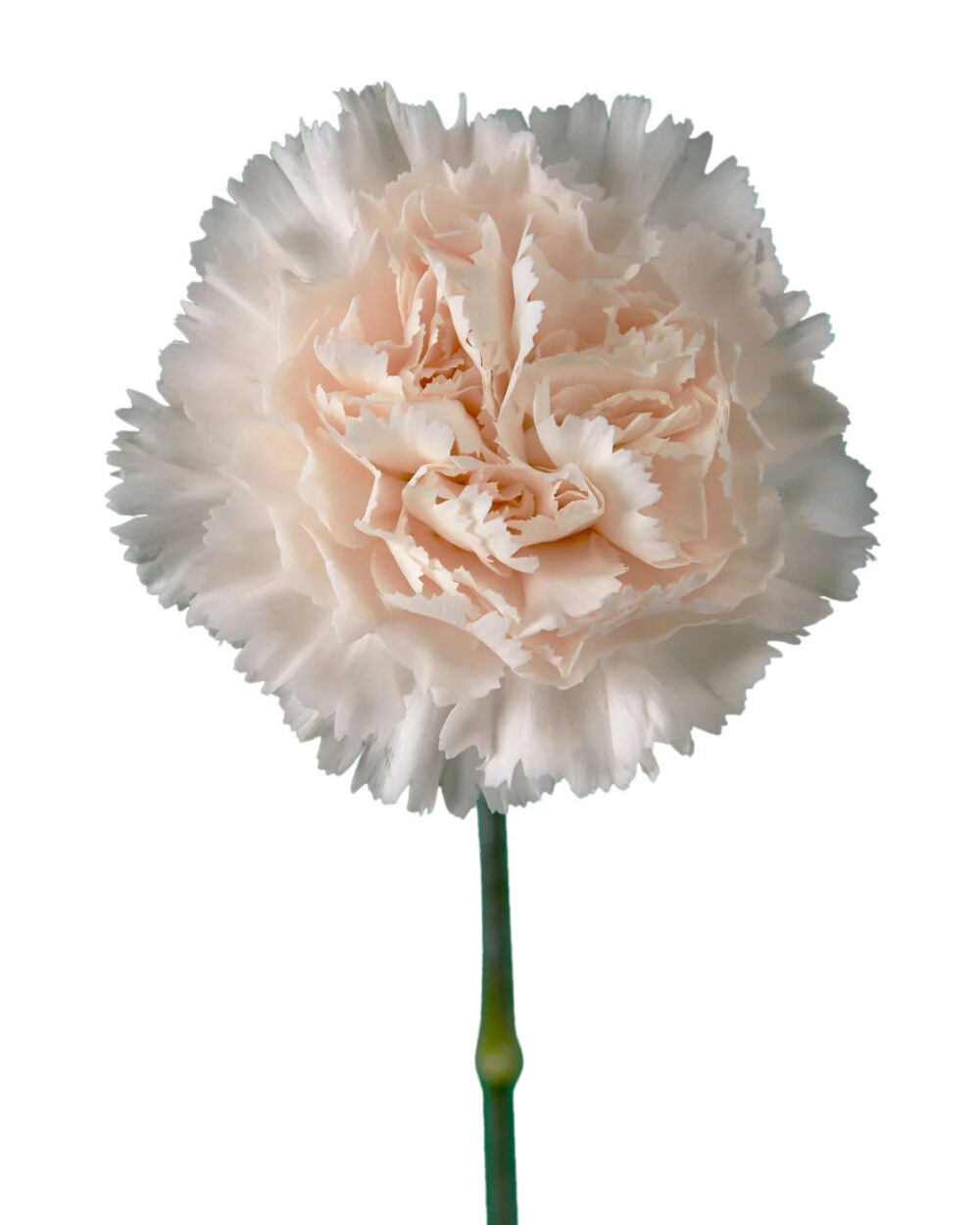 Carnation Brut – Agrogana