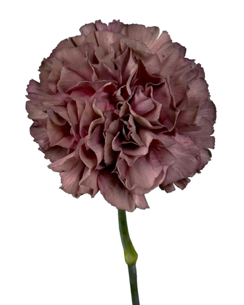 Carnation Cooper Extasis – Agrogana