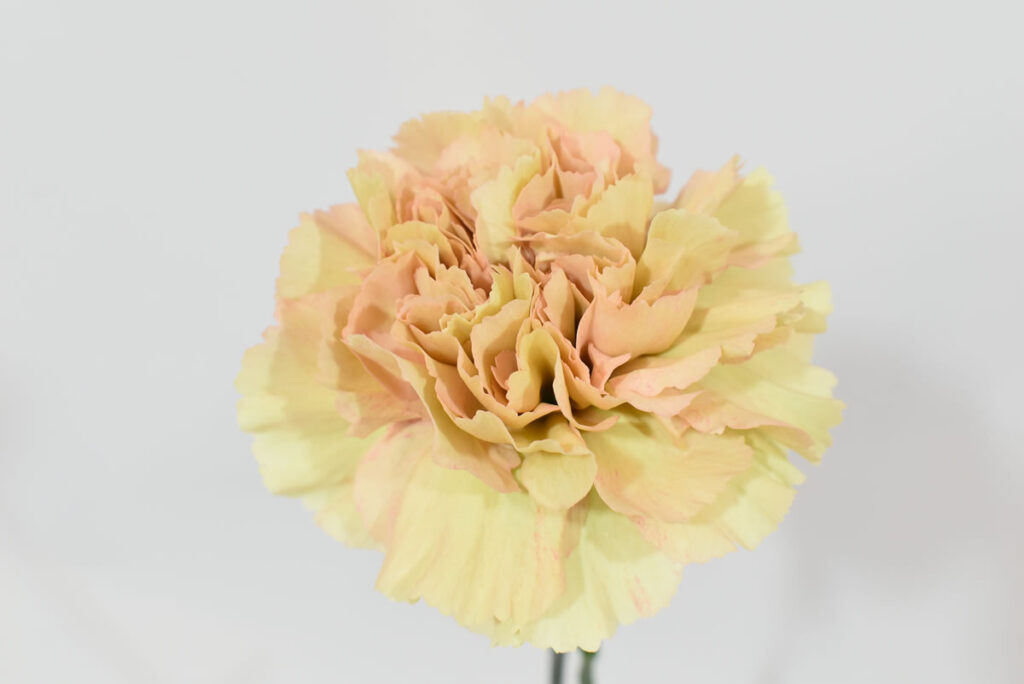 Carnation Creta – Agrogana