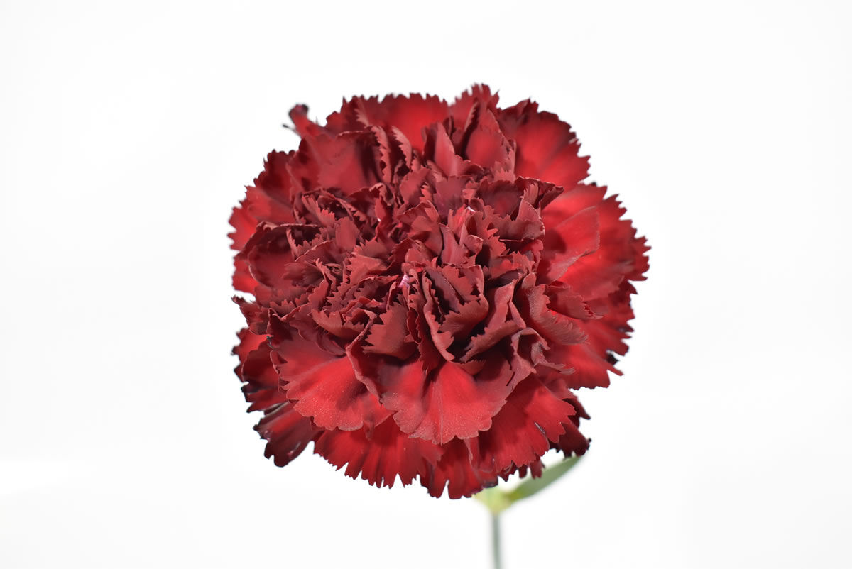 Carnation Velvet Red – Agrogana