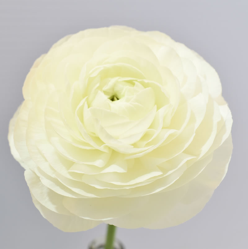 Ranunculus – Agrogana
