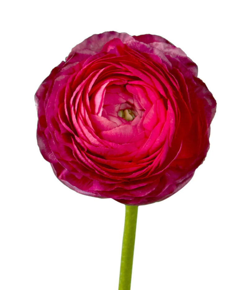Ranunculus – Agrogana