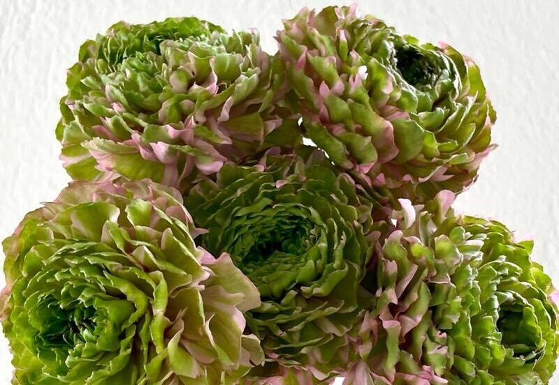 Ranunculus – Agrogana