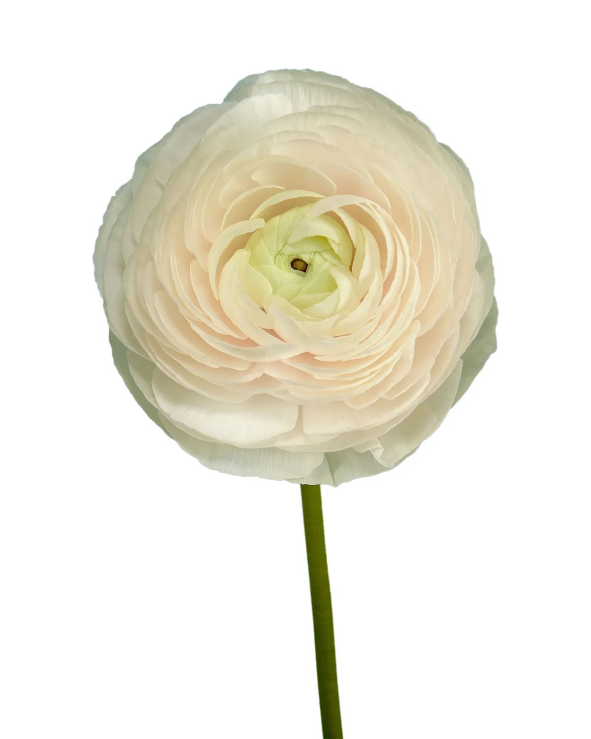 Carnation Cooper Extasis – Agrogana