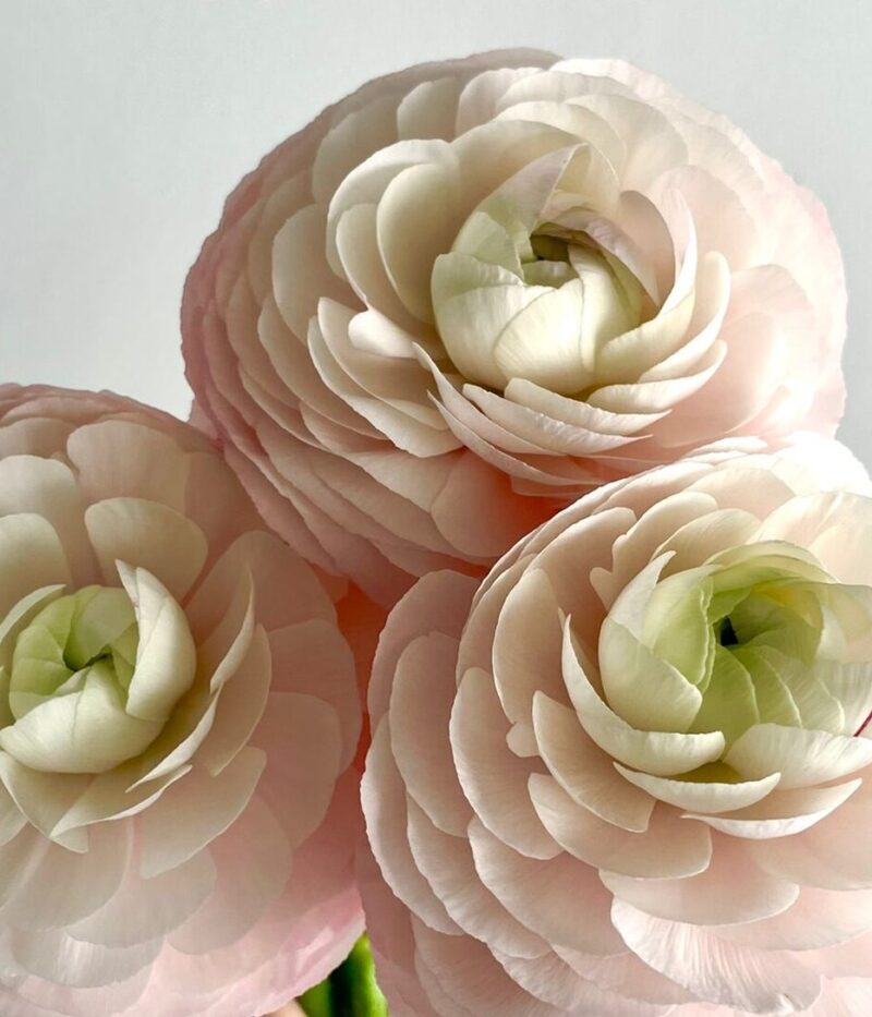 Ranunculus – Agrogana