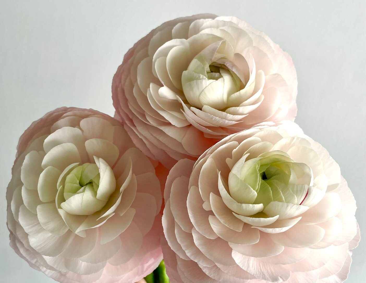 SUCCESS CLONI LADY PINK - Agrogana