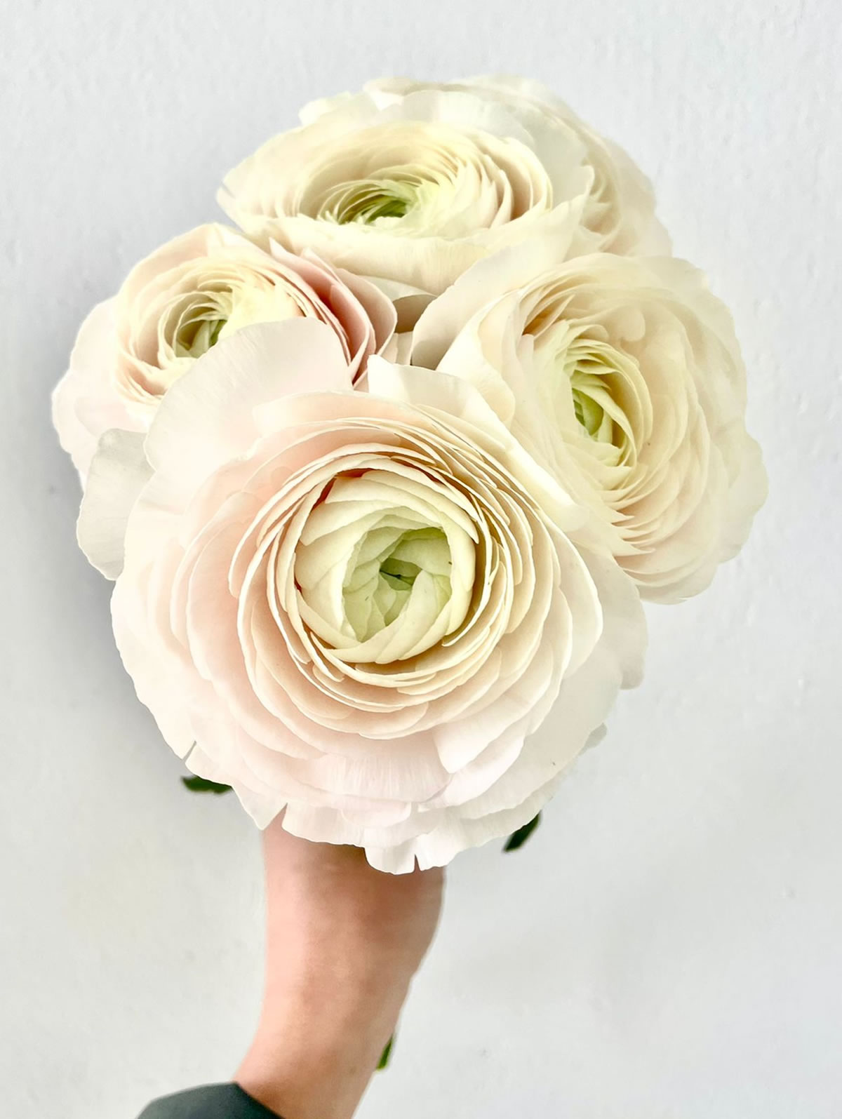 Carnation Cooper Extasis – Agrogana