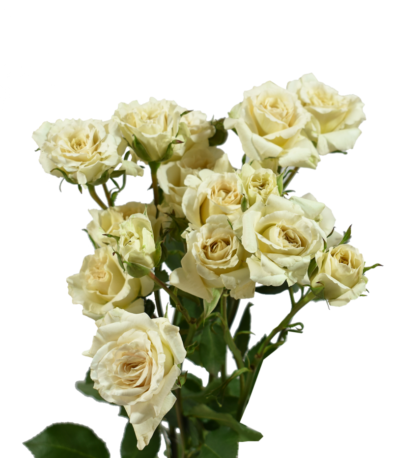 Spray Roses – Agrogana