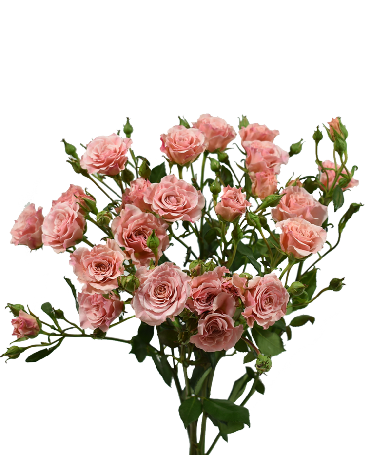 Spray Roses – Agrogana