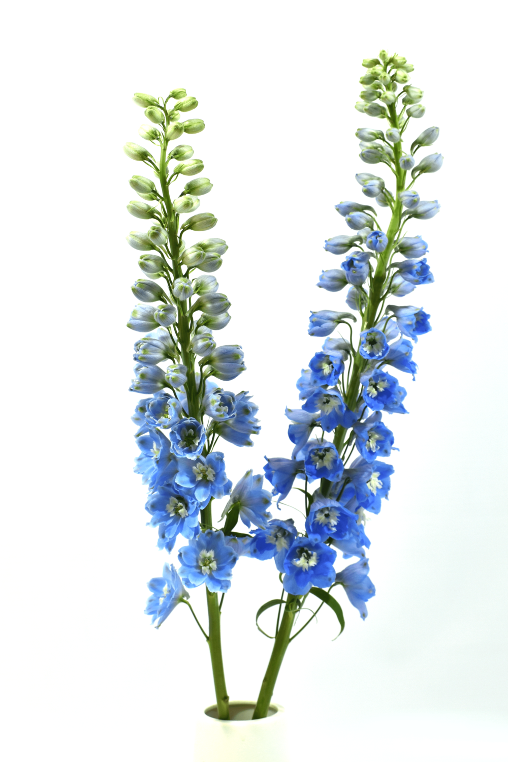 Delphinium Light Blue – Agrogana