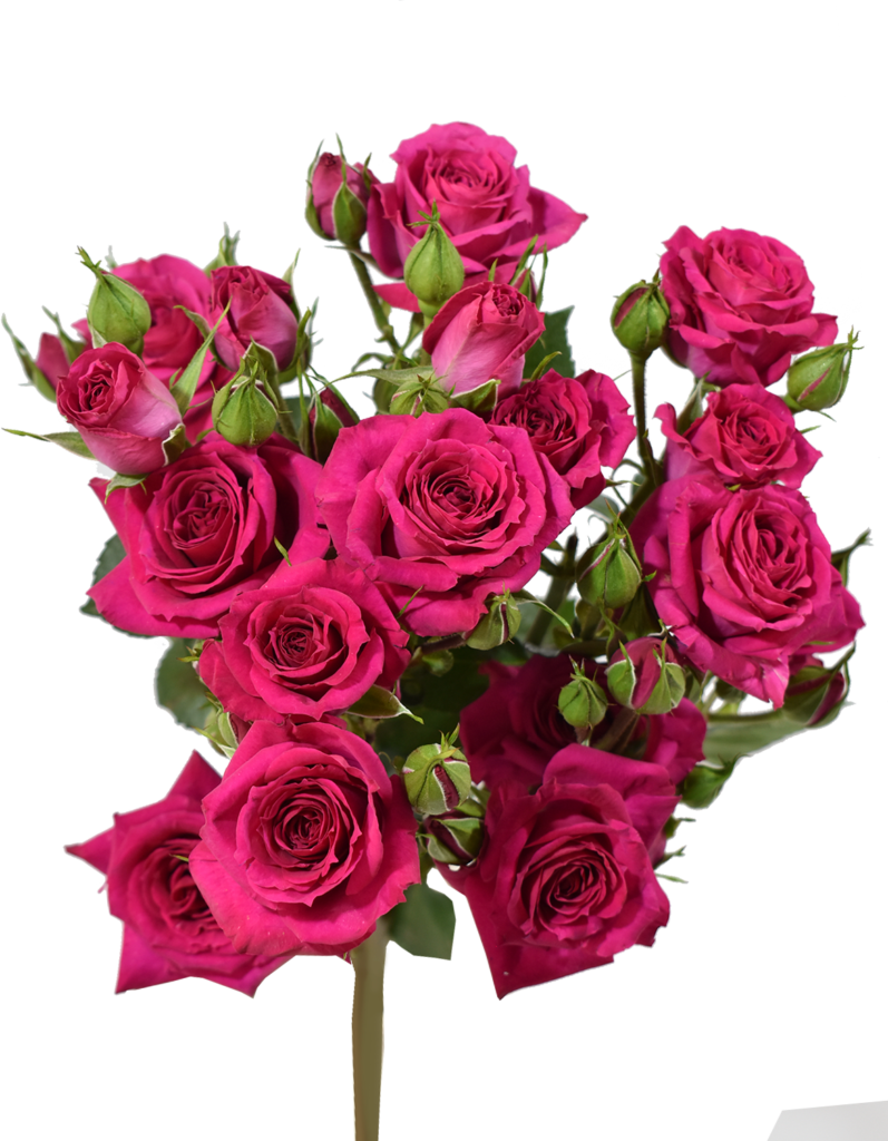 Fire up Spray Rose – Agrogana