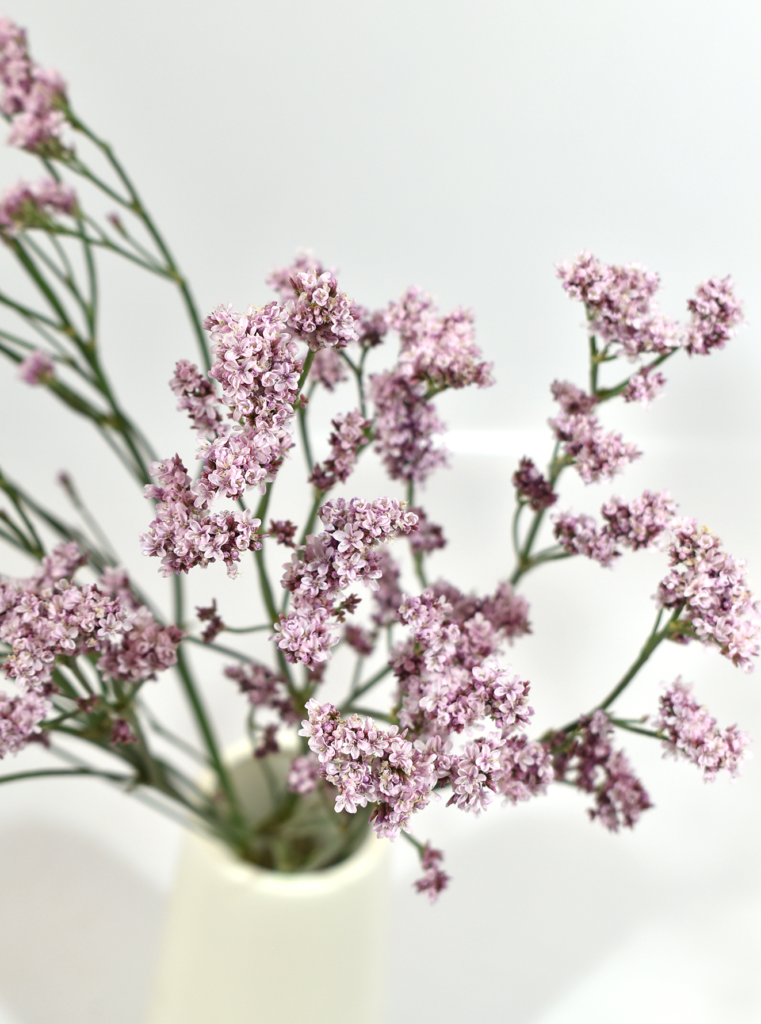 Limonium Silver Pink – Agrogana