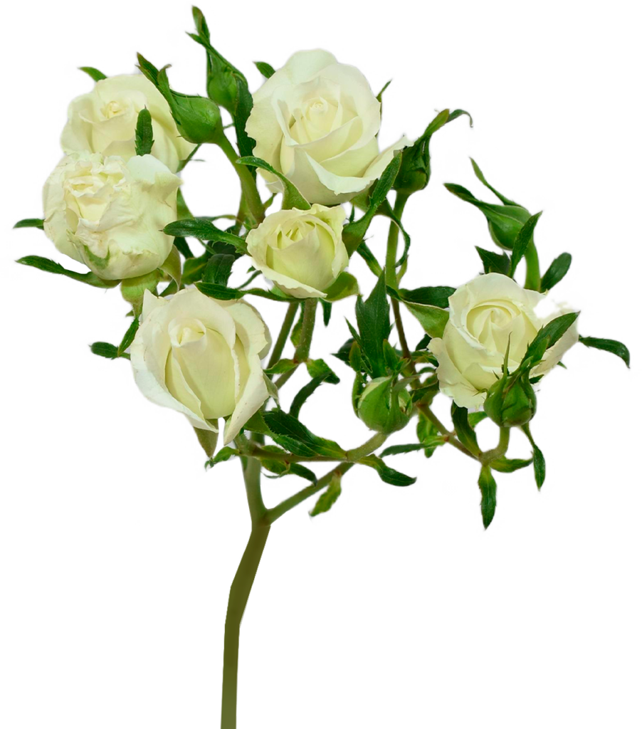 Shining Star Spray Rose – Agrogana