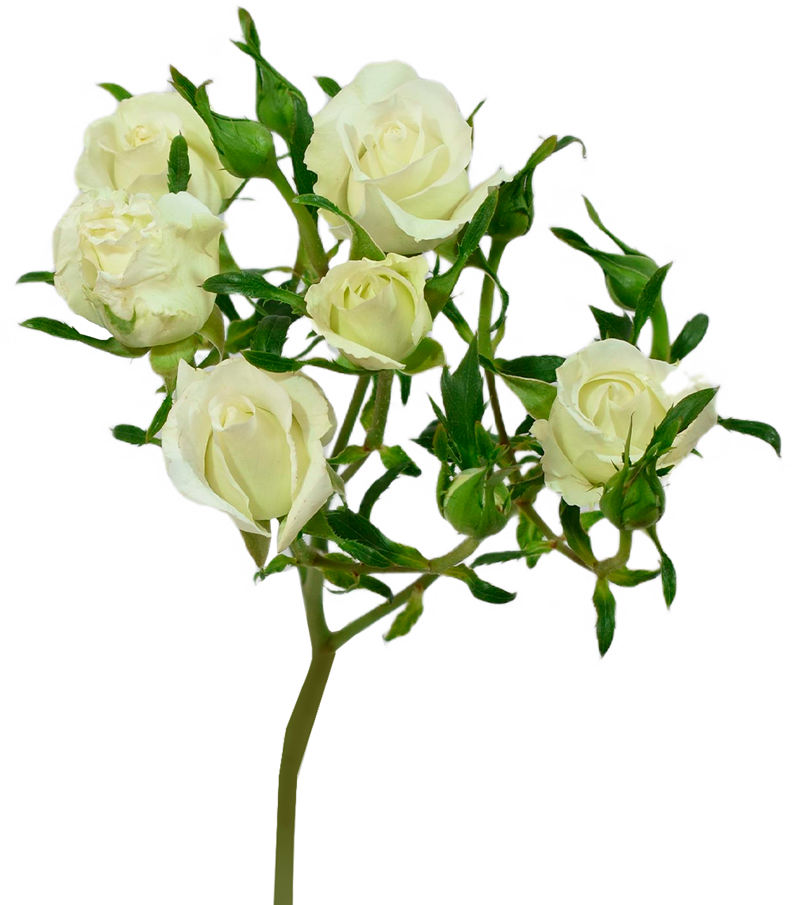 SHINNING STAR SPRAY ROSE - Agrogana