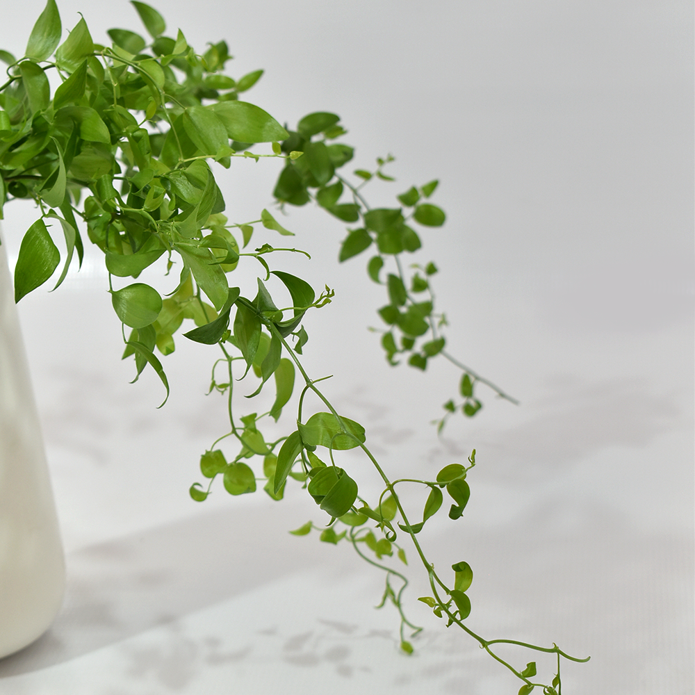 Smilax – Agrogana