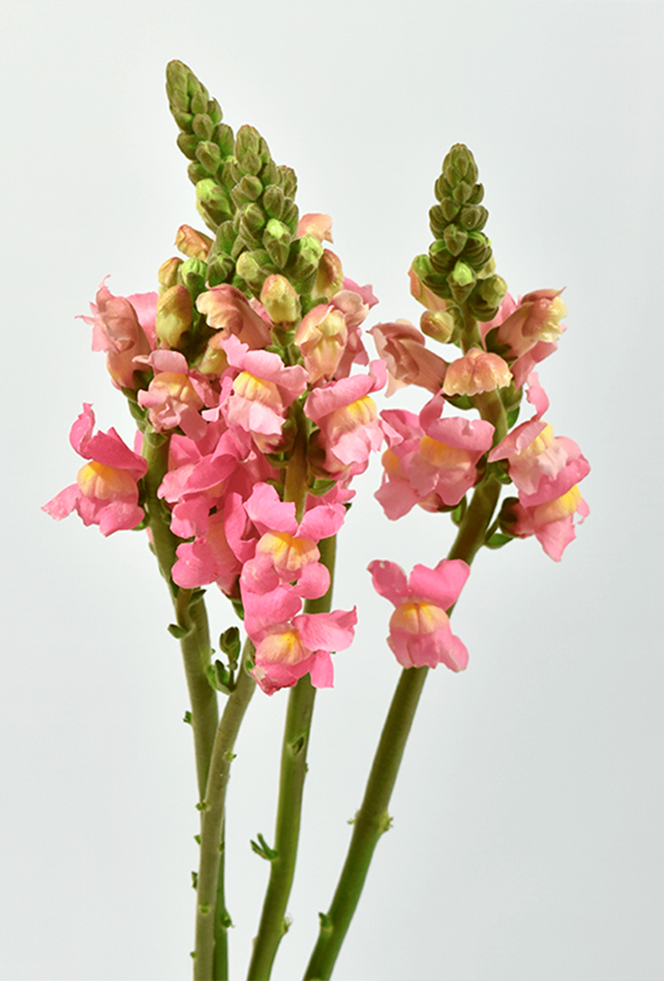 Snapdragon Pink – Agrogana