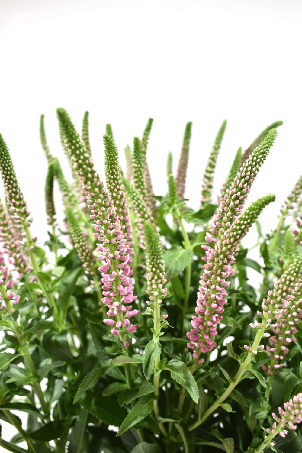 Spray Veronica Pink – Agrogana