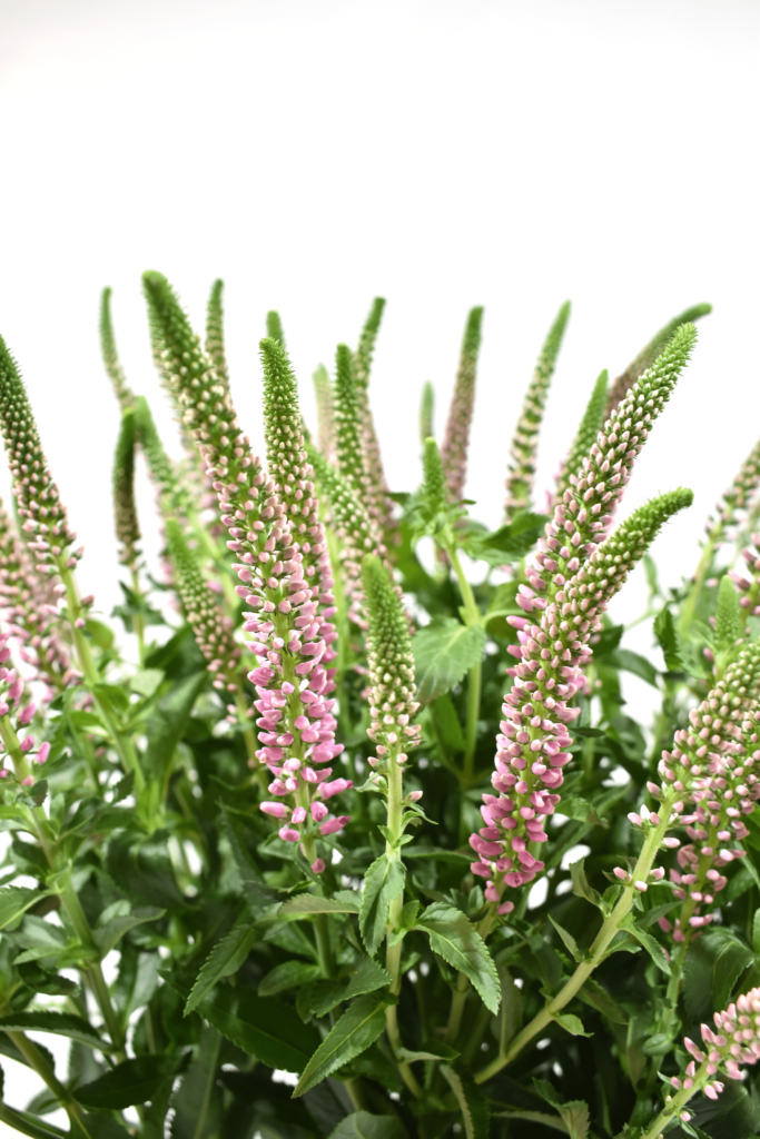 Spray Veronica Pink – Agrogana