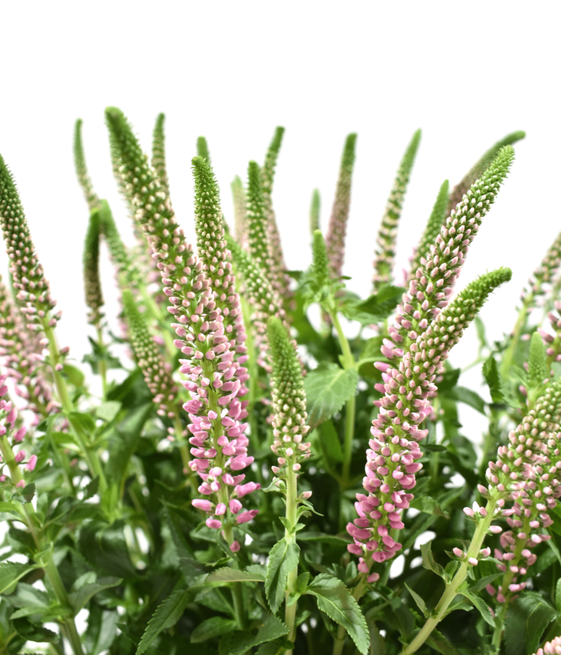Veronicas – Agrogana