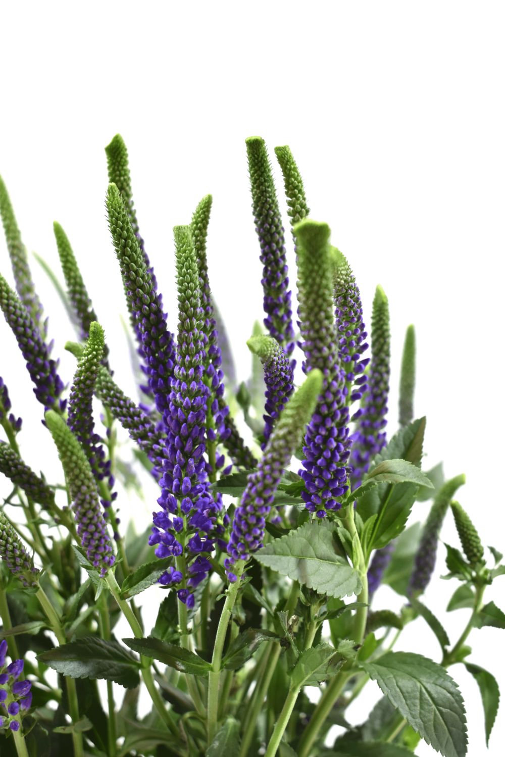 Spray Veronica Purple – Agrogana