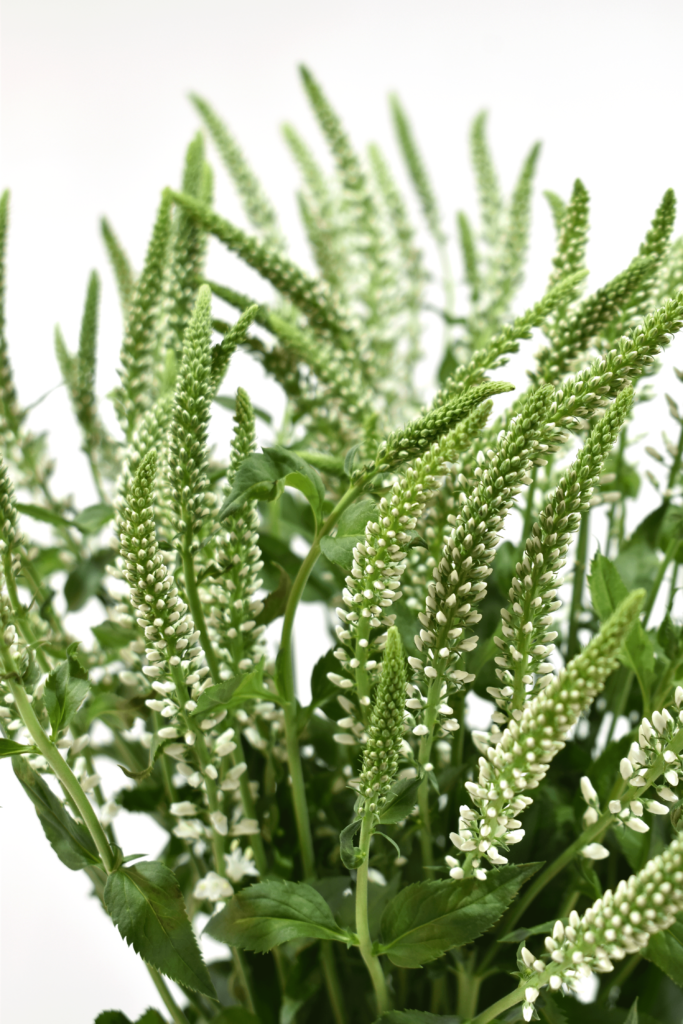 Spray Veronica White – Agrogana