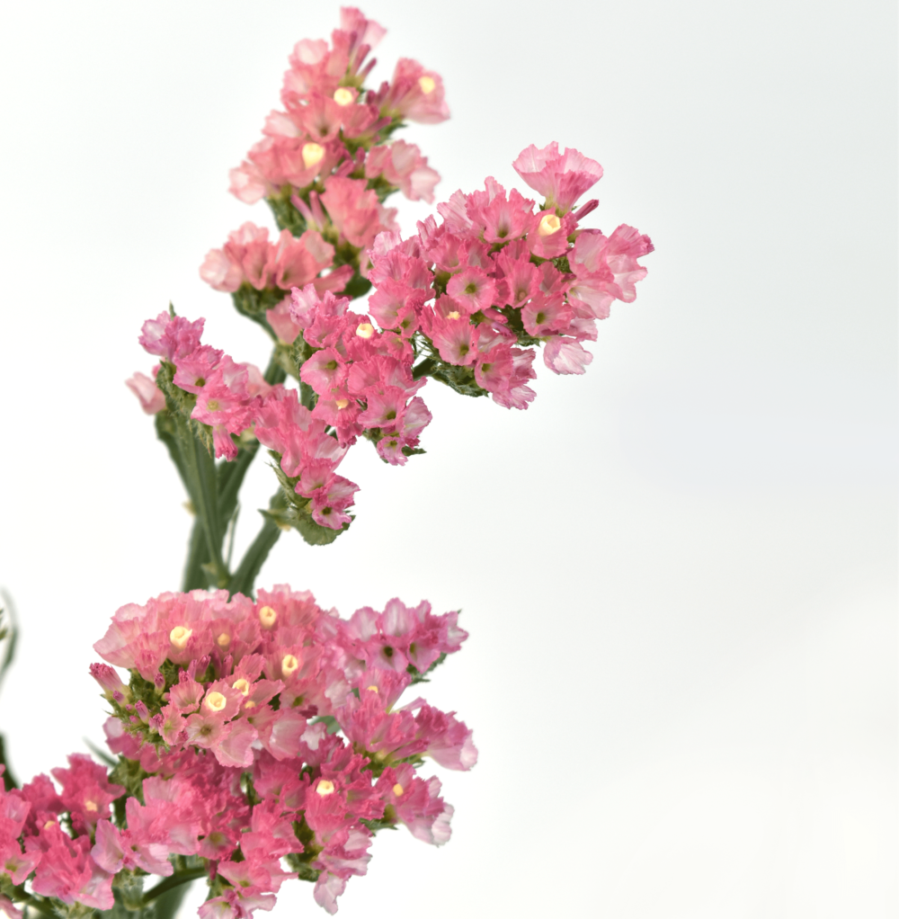 Statice Sinzil Pink – Agrogana