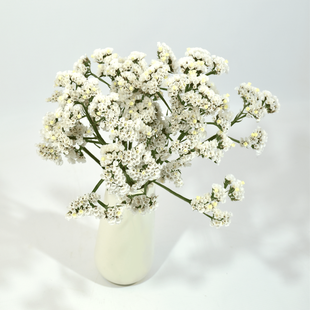 Statice Sinzil White – Agrogana