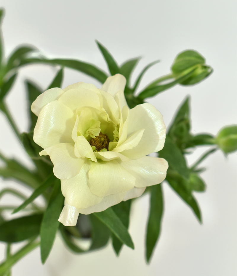 Ranunculus – Agrogana