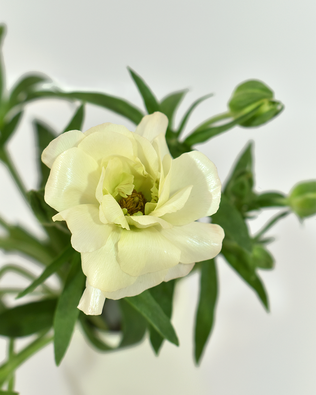 BUTTERFLY GRACE W - Agrogana