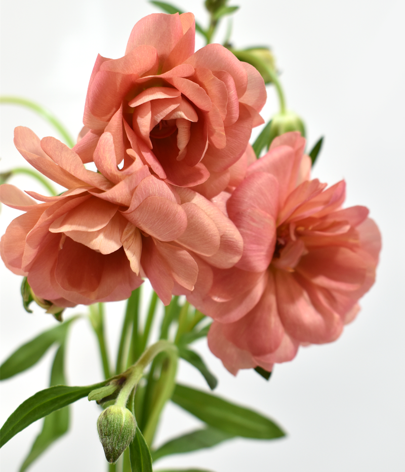 Ranunculus – Agrogana