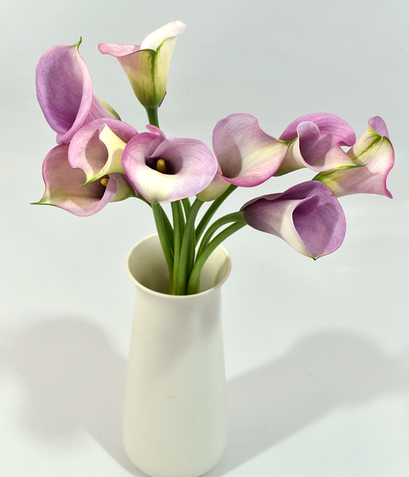 Mini Calla – Agrogana