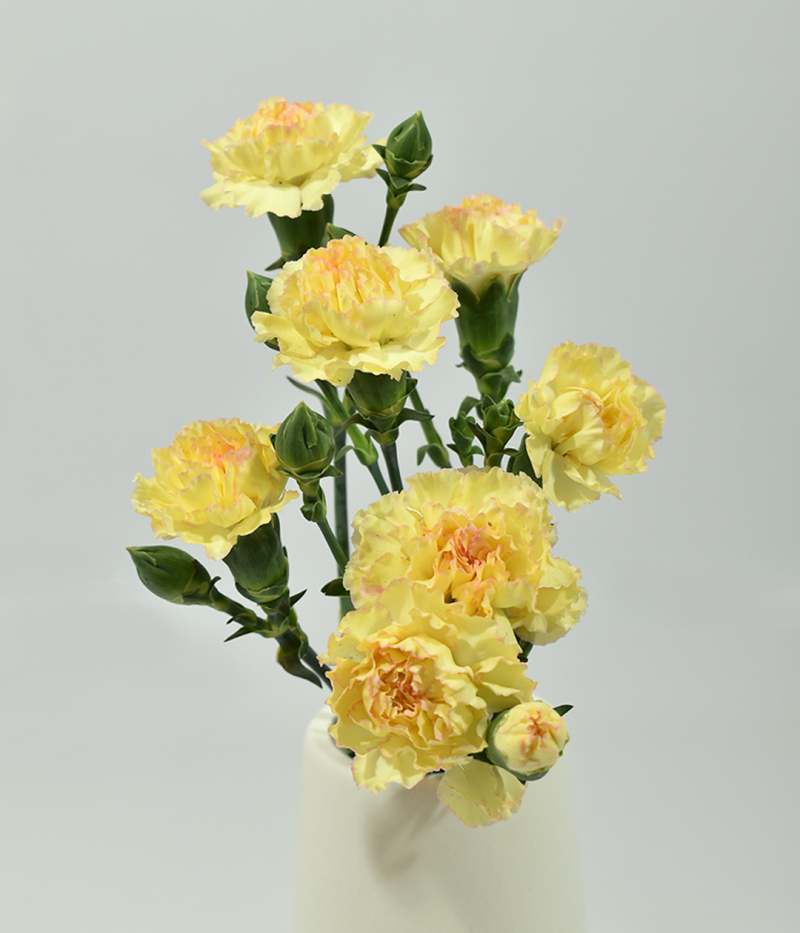 Mini Carnation – Agrogana