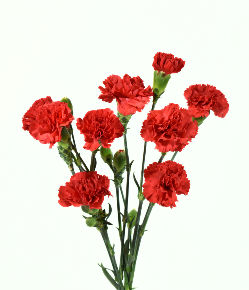 Mini Carnation – Agrogana