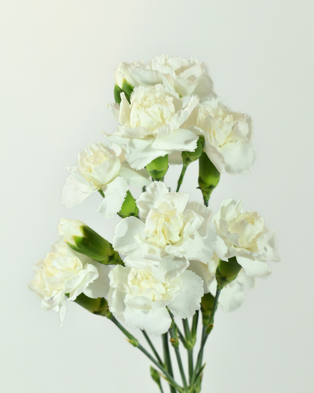 MINI CLAVEL IBIS - Agrogana