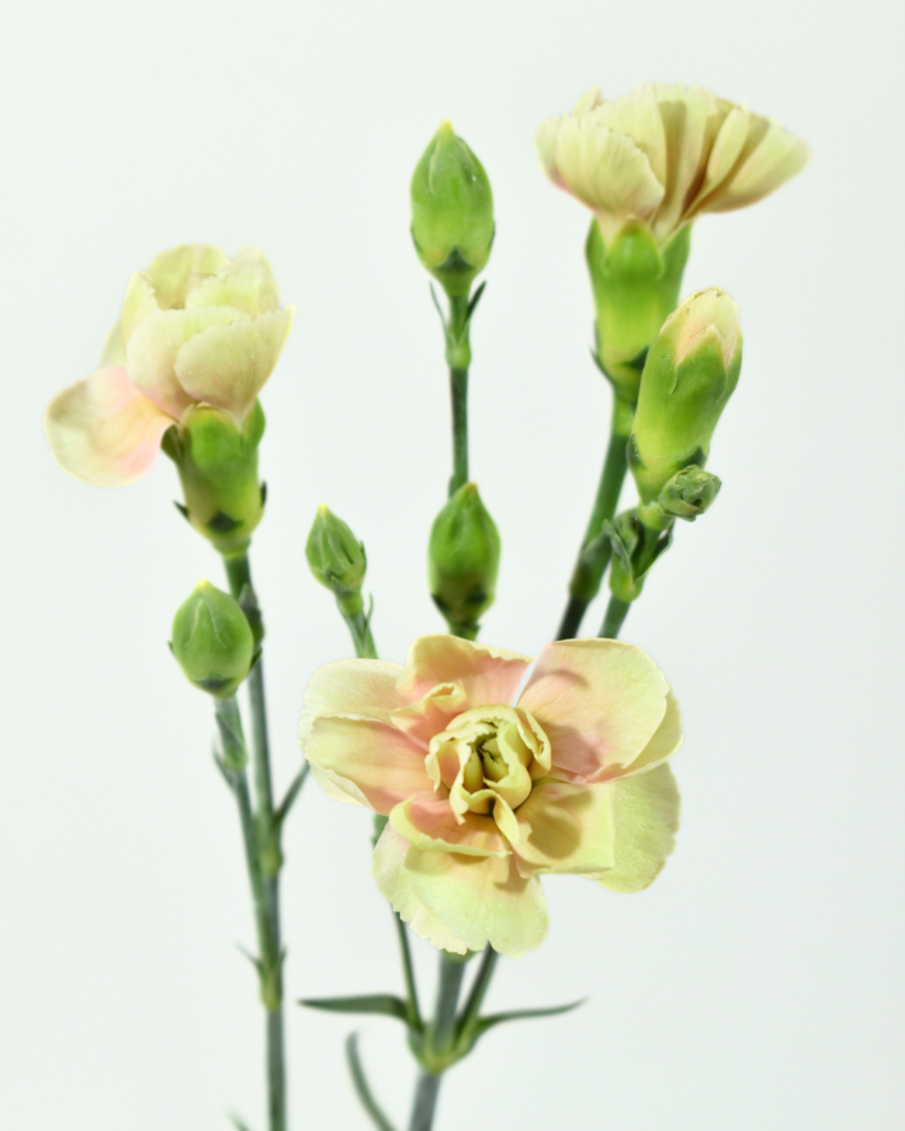 Mini Carnation Moorea – Agrogana